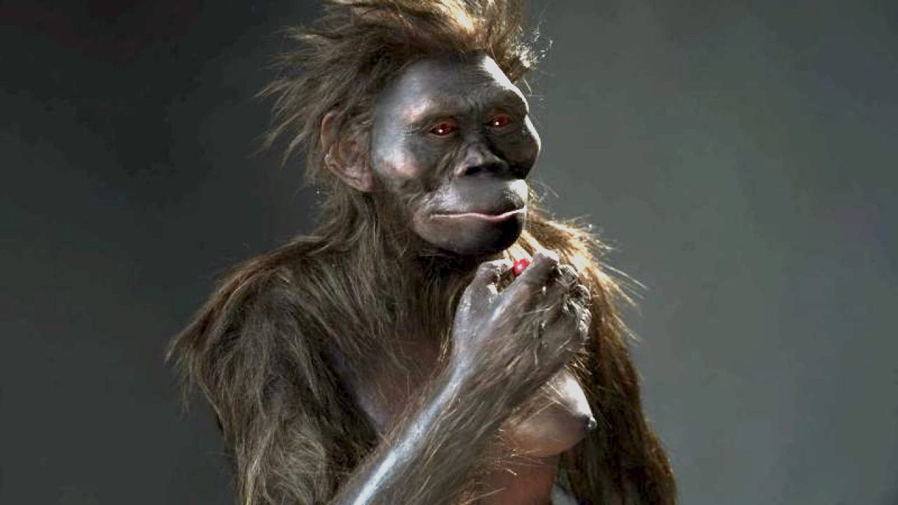 Estudio revela nueva perspectiva sobre la dieta del Australopithecus
