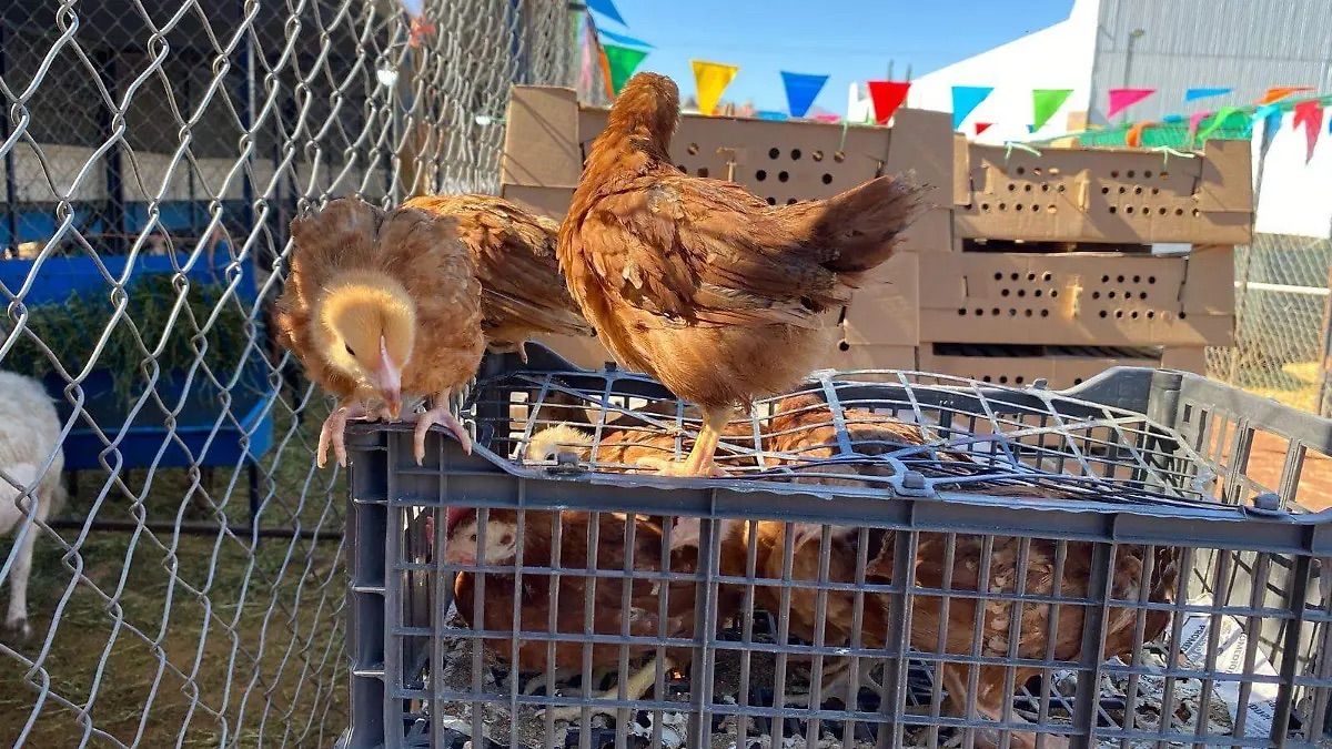 Entregan gallinas y lechones para fortalecer la producción rural en Morelia